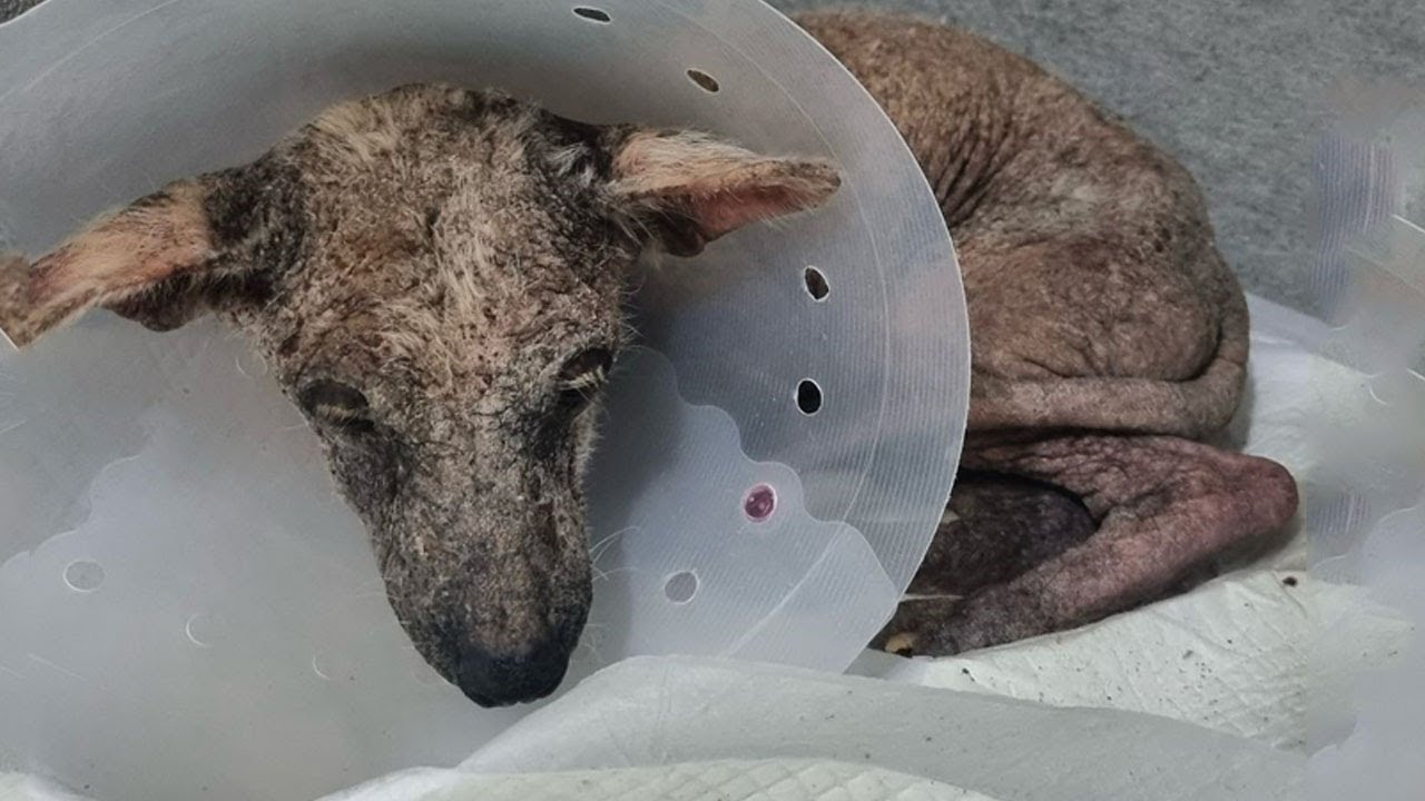 Many People Cried Witness The Dog With A Skinny Body Covered By Armor ...