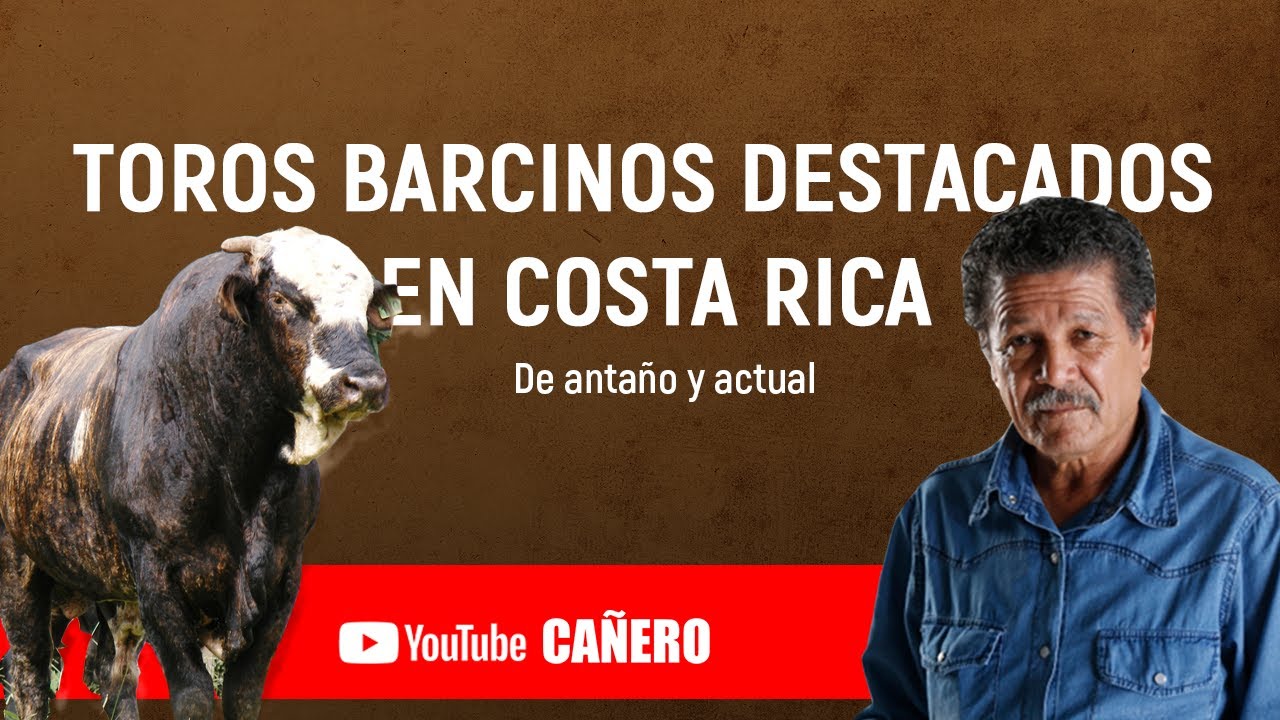 Toros Barcinos Destacados en Costa Rica - Cañero - YouTube