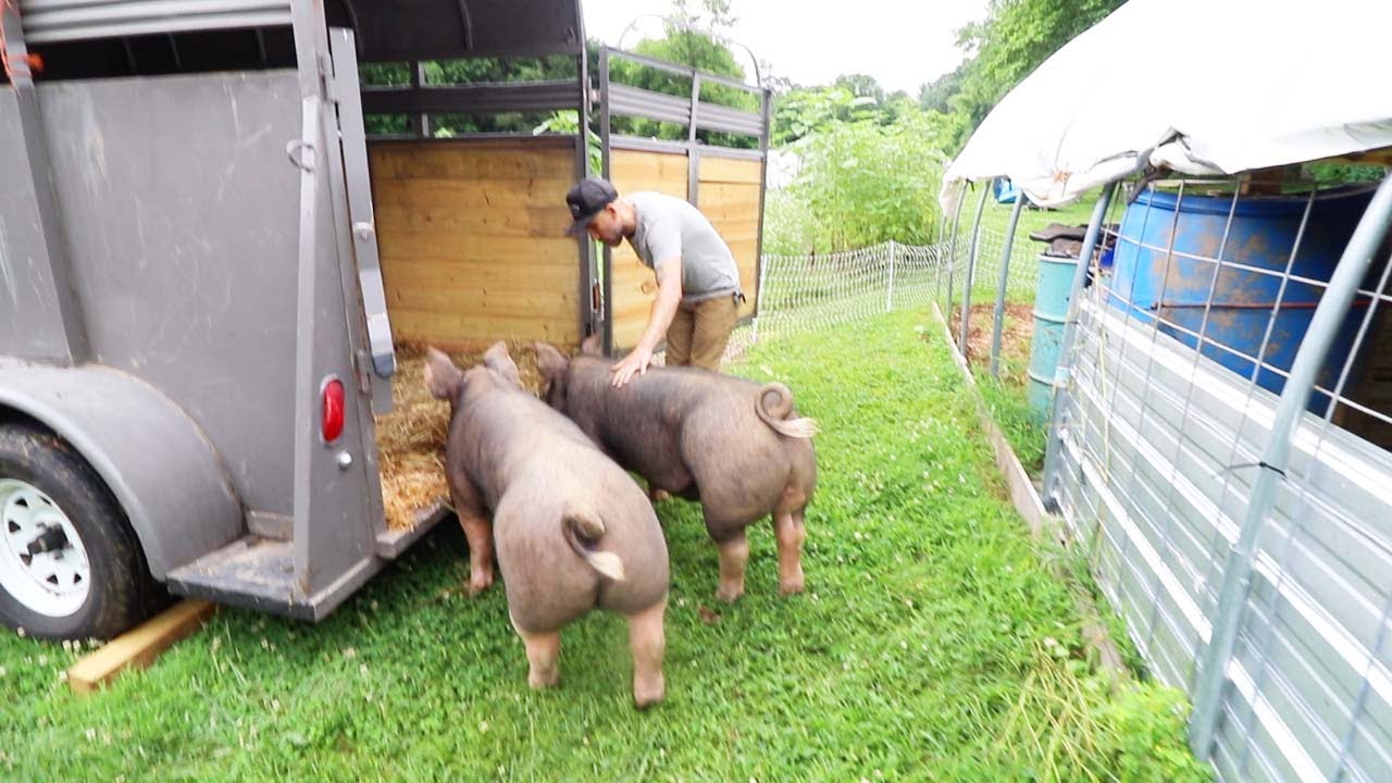 Will we GET PIGS again? (First time Pig Owners Raise Bacon) VLOG - YouTube