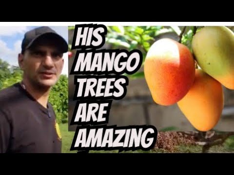 Mango Tree's In Every Stage Looking Great - YouTube