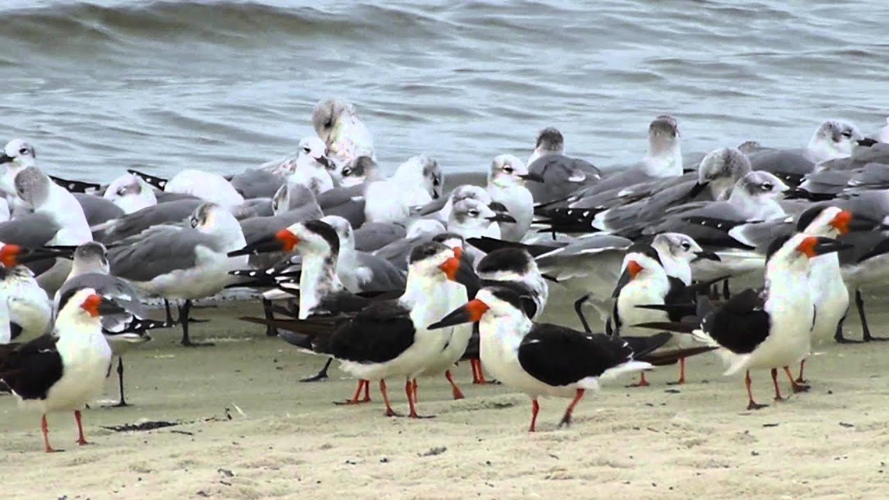 florida seabirds at fort island beach - YouTube