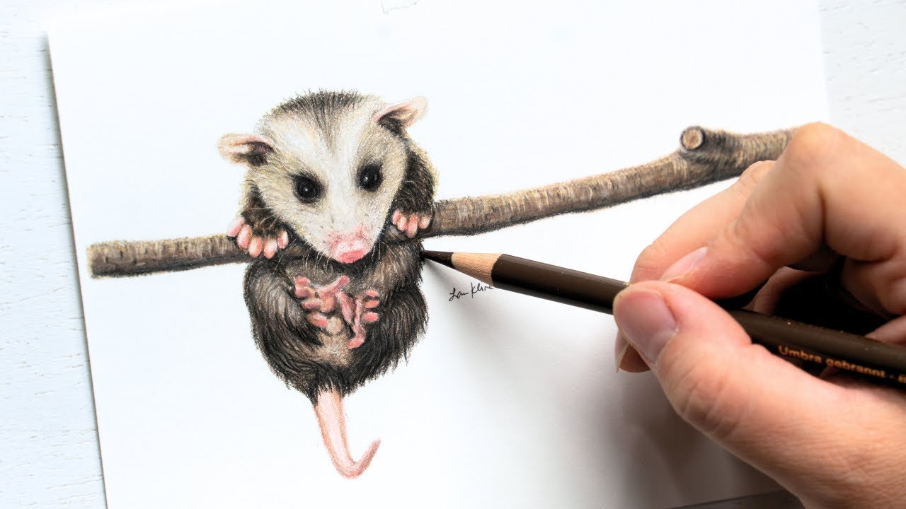 Watch me draw a possum | relaxing timelapse - YouTube