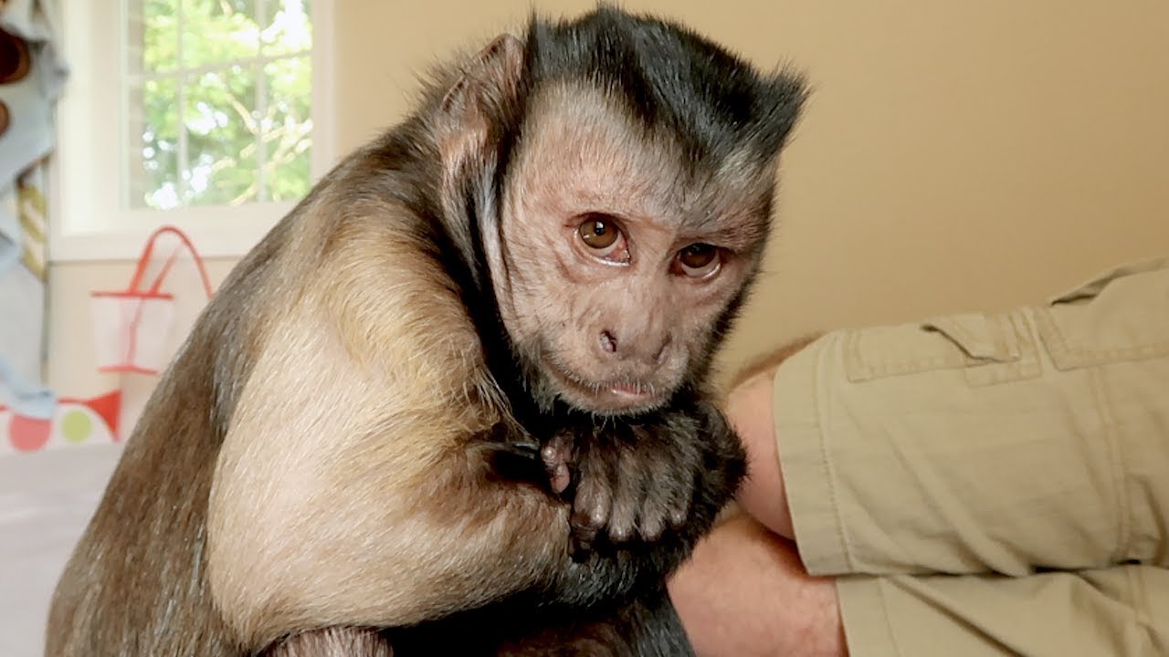 Capuchin Monkey Wants His Grapes! - YouTube