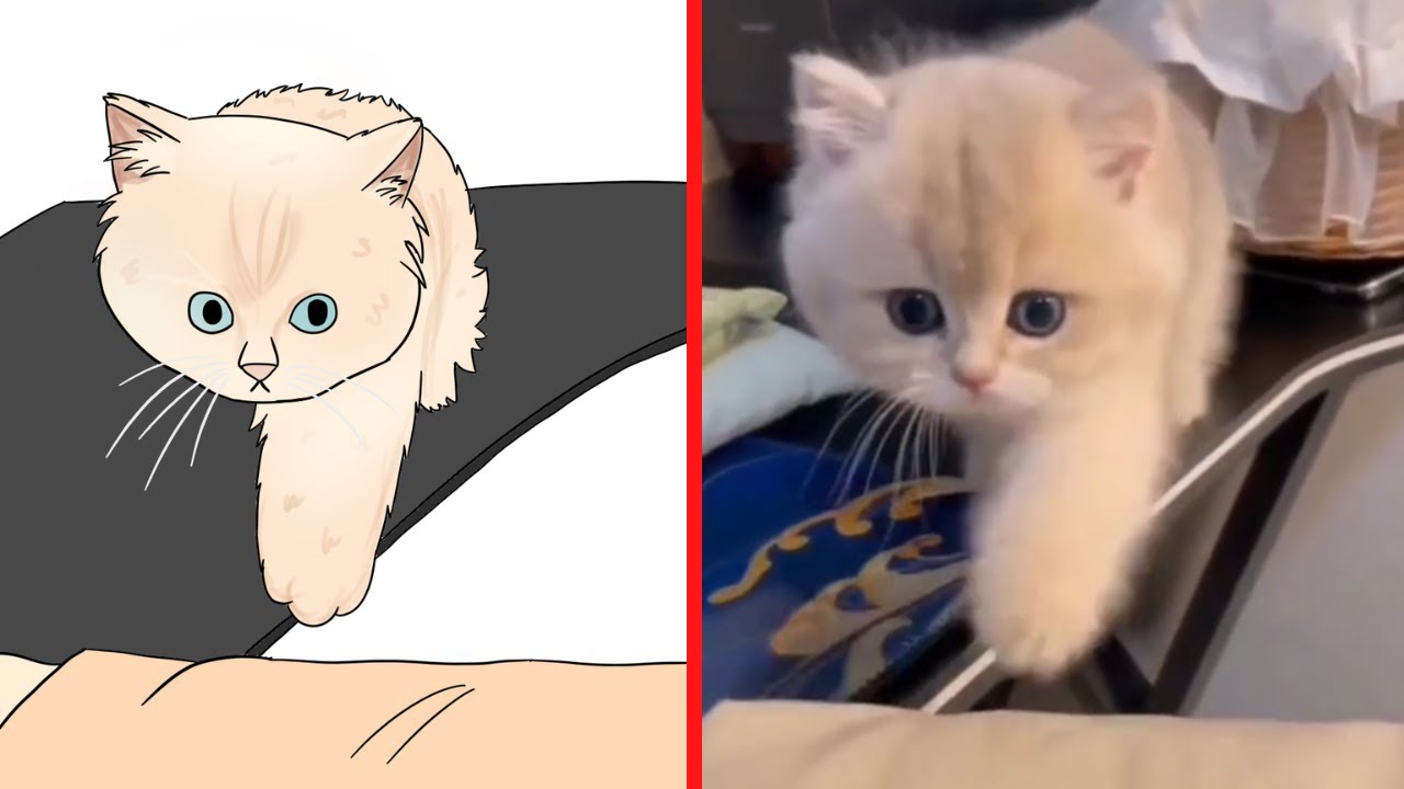 😹FUNNY CAT MEMES COMPILATION OF 2023😂 | Cats Draw Comics | Meme Cats ...