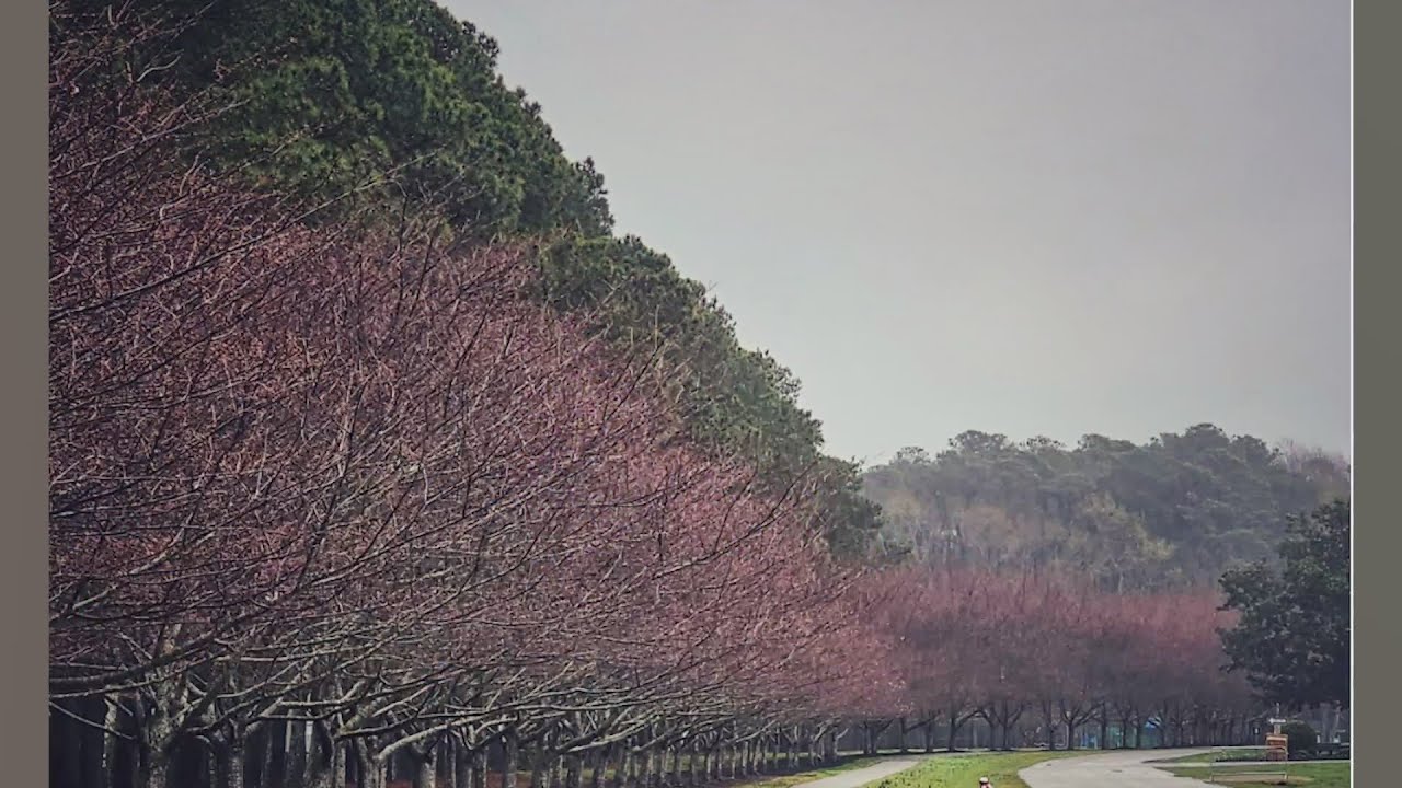 Cherry blossoms at Red Wing Park in VB nearing peak - YouTube