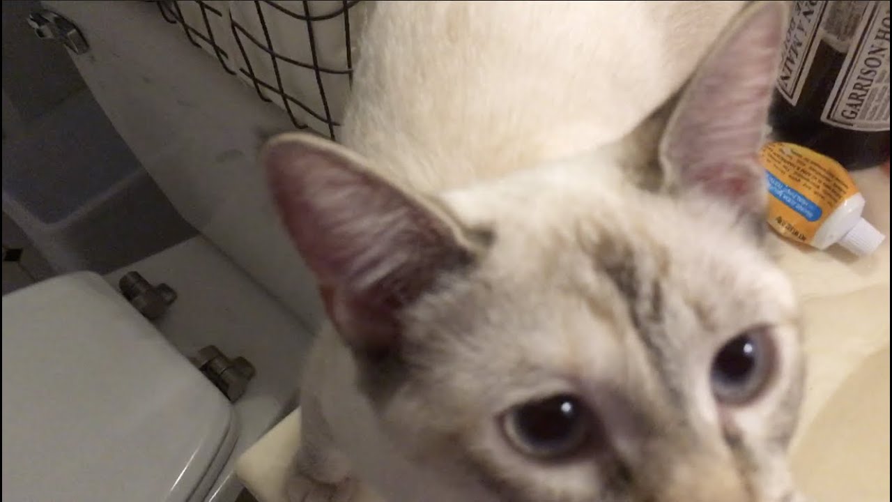 help me explain philosophy to my cat - YouTube