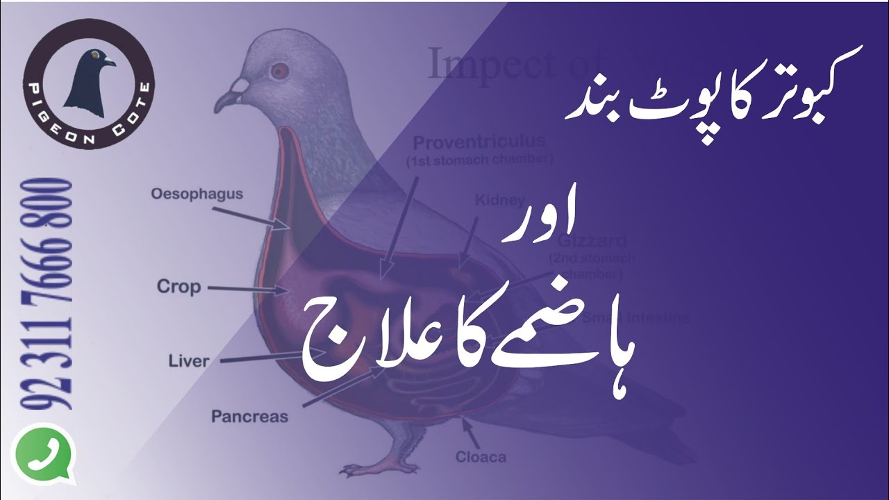 Pigeon's Stomach Problem | Pigeon's Stomach Blockage | Pigeons Vomiting ...