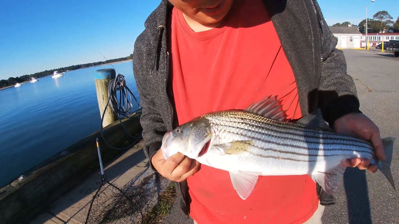 Multiple Species New England Fishing Compilation (september 2020) - YouTube