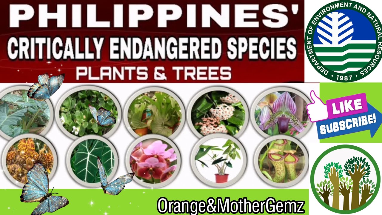 10 COMMON PLANT SPECIES THAT ARE PROHIBITED/ENDANGERED PLANTS - YouTube
