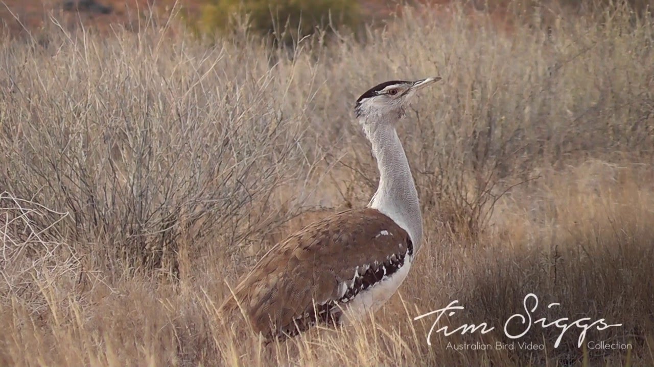 Australian bustard (Ardeotis australis) - YouTube