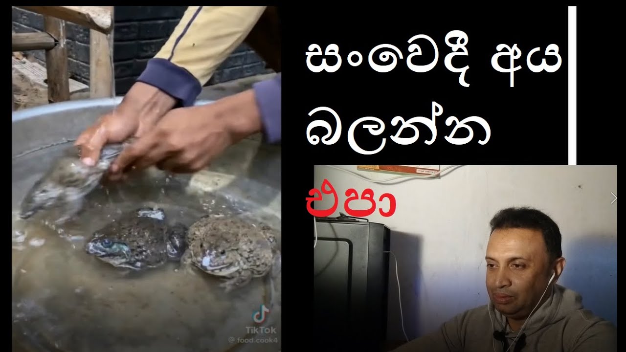 ගෙම්බෝ ඇතිකරන හැටි | How to make a frog as a pet | Lata Pata - YouTube
