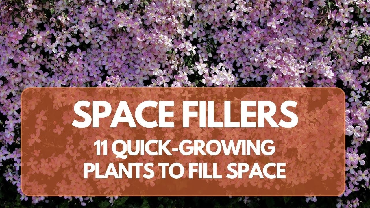 11 Quick-Growing Plants to Fill Empty Garden Spaces - YouTube