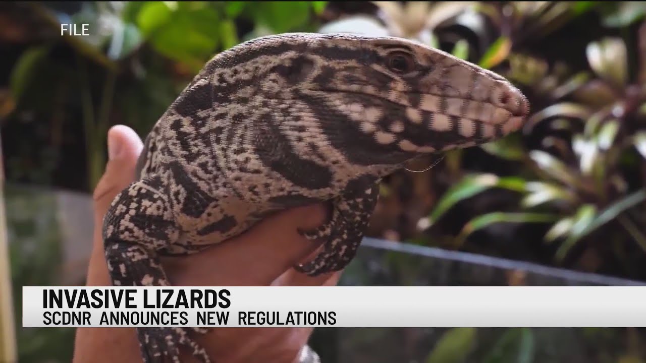 Invasive lizard species banned from South Carolina - YouTube