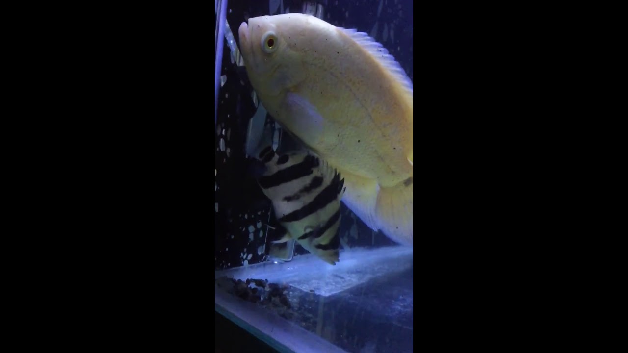 IKAN DATZ SUMATERA 3,5 BAR - YouTube