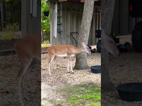 Deer - YouTube