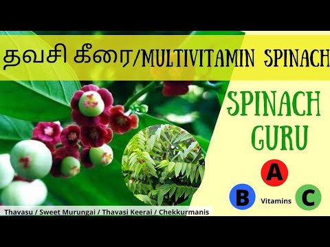 How To Grow Thavasi Keerai Plant, Thavasi Keerai Benefits In Tamil ...