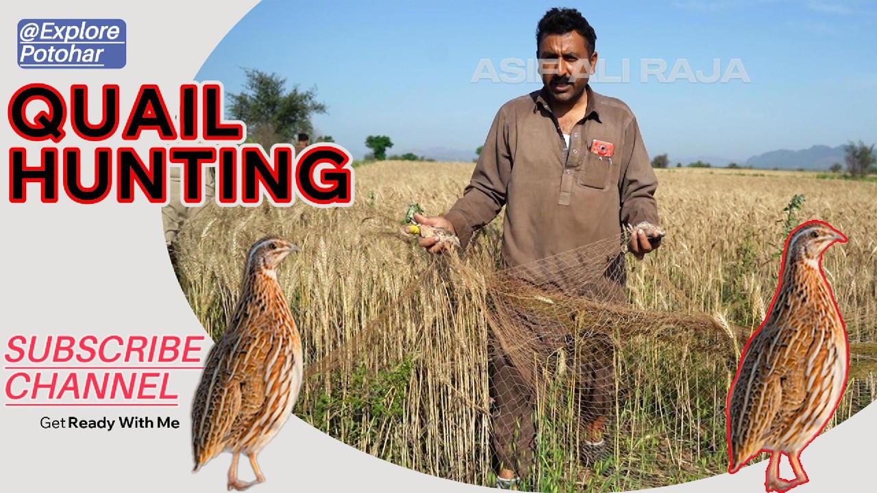 Quail Hunting with Net and Rop / Primitive Quail Hunting Idea /Batair ...