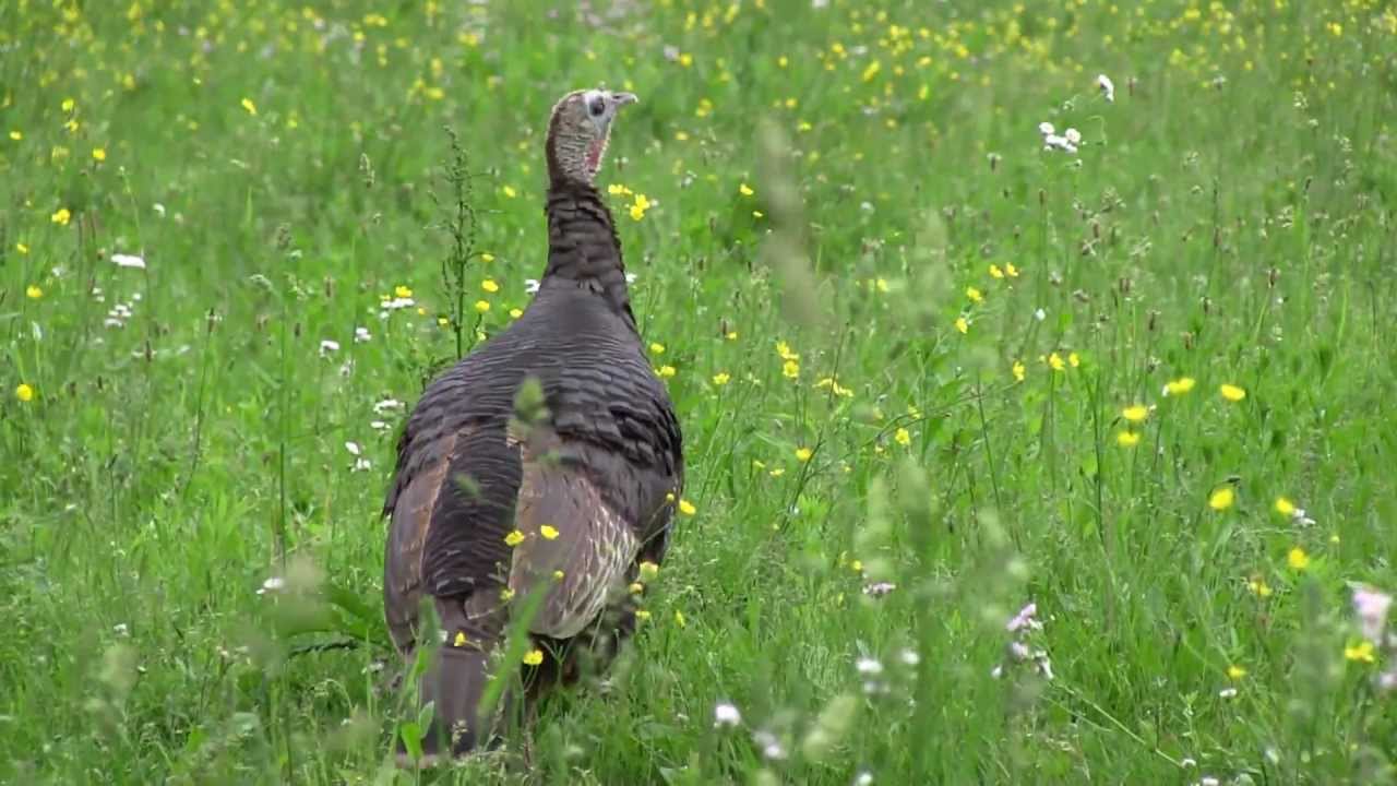 Bearded hen turkey.mp4 - YouTube