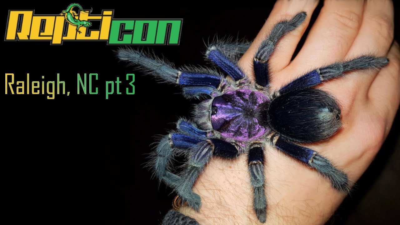 Repticon Raleigh, NC Spring 2023 HIGHLIGHTS, Pt 3! | Tarantulas ...