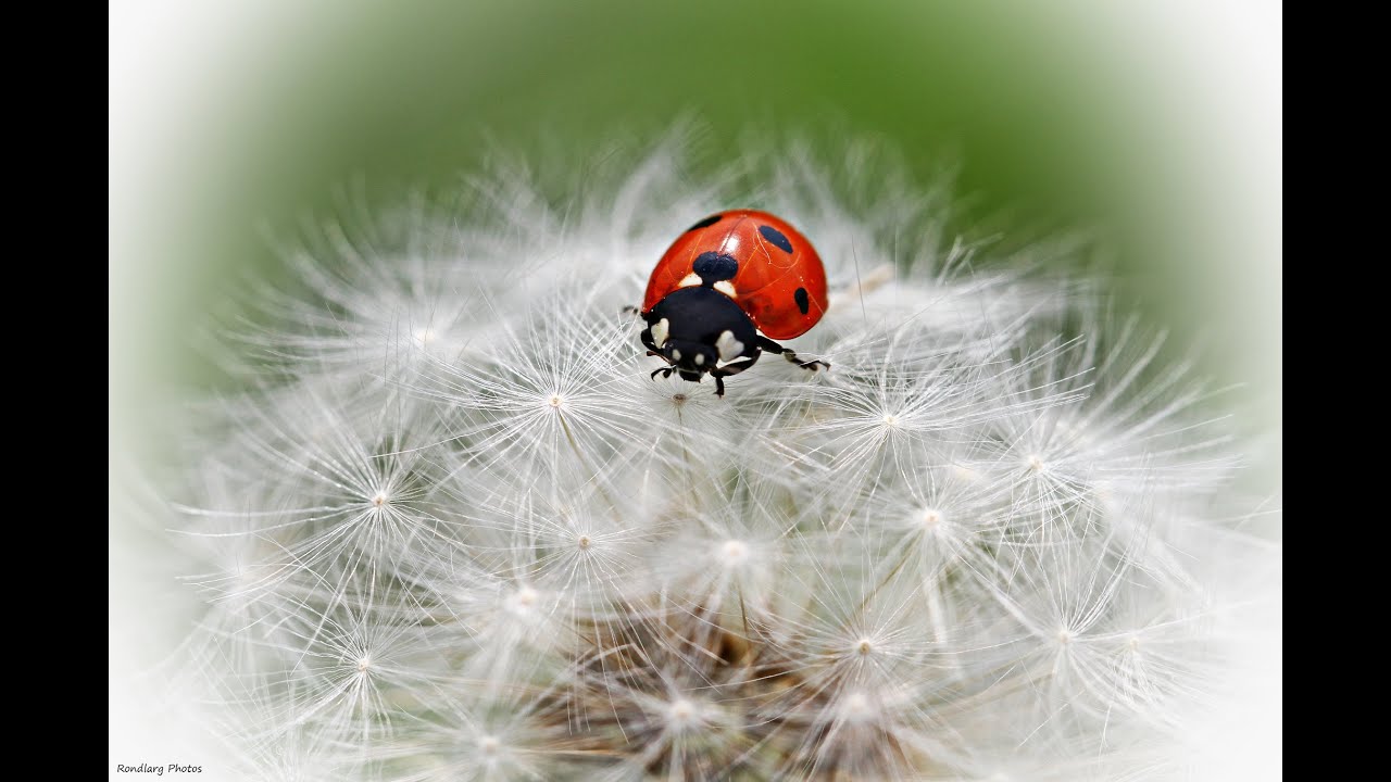 Назви комах (які є комахи) відео українською мовою для дітей - YouTube