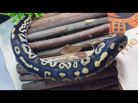 Blackhead Mojave Red gene Ringer Gene Ball Python - YouTube