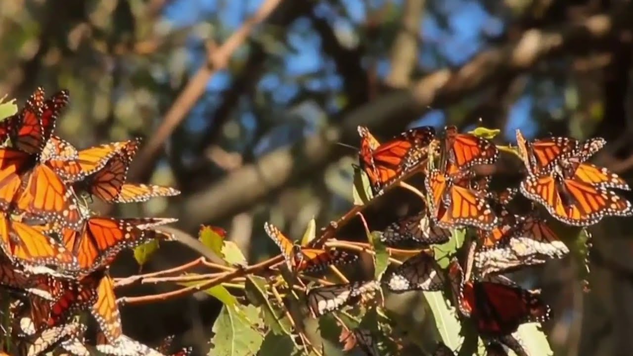 Nuestro Planeta: la importancia de la conservación de la mariposa ...