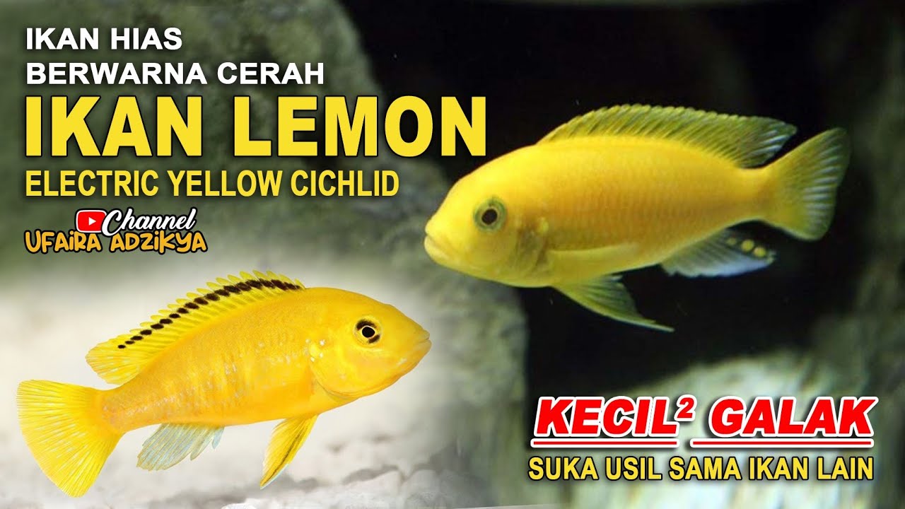 Ikan Hias Berwarna Cerah, Yellow Electric Cichlid, Atau Ikan Lemon ...