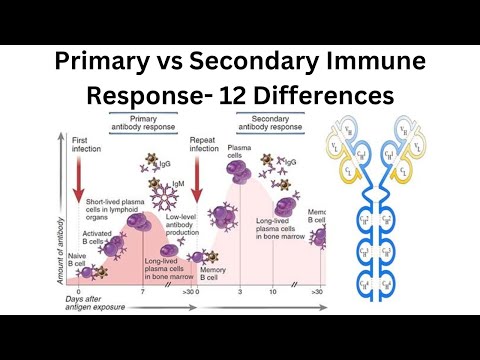 Primary vs Secondary Immune Response 12 Differences - YouTube