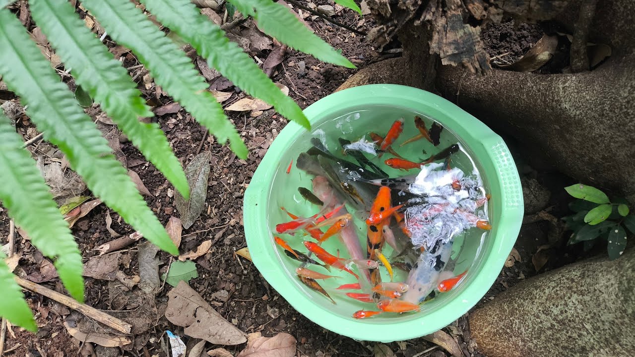 Tangkap Ikan Hias, Mencari Ikan di Hutan, Menemukan kura kura, Ikan ...