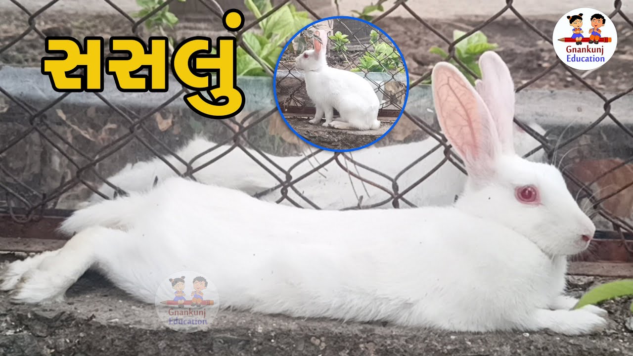 Rabbit | Cute Animal Rabbits as Pets Video | Rabbit Farming in India ...