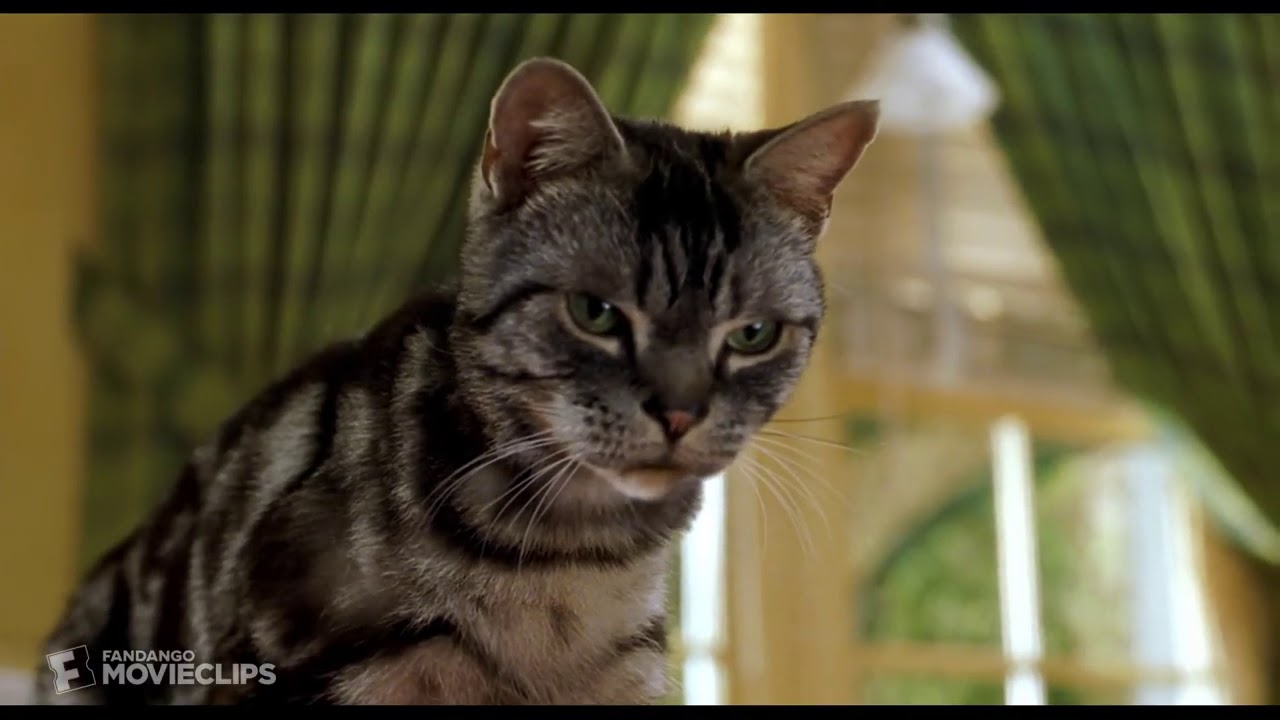 Stuart Little (1999) - A Mouse With a Pet Cat Scene (3/10) - Movieclips ...