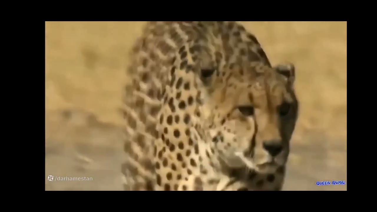 Leopards were hunted by tree monkeys in Bazfat and Wajal region - YouTube