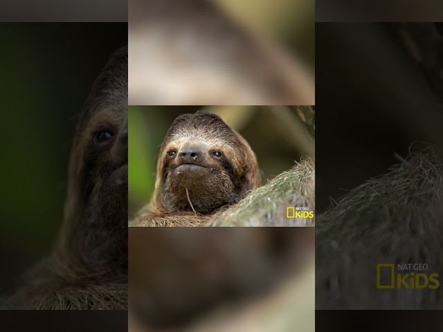 Sloths vs Koalas: Battle for the Laziest 💤 | Animal Showdown | Nat Geo ...