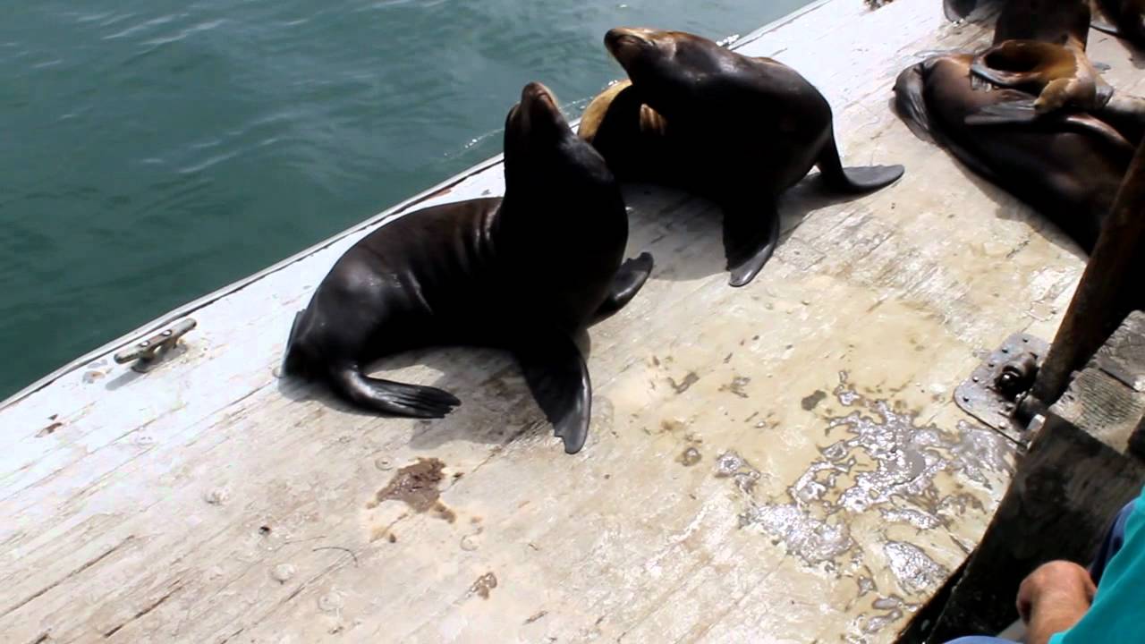 sea lion attacks and bites man: Santa Cruz Beach Boardwalk - YouTube