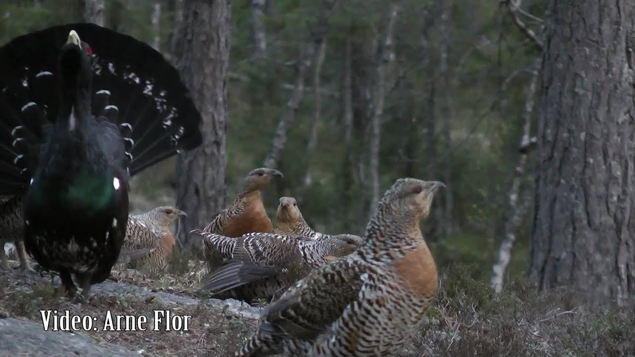 Tiurleik i Mykland i Froland våren 2011. Tiur og 23 røy. Capercaillie ...