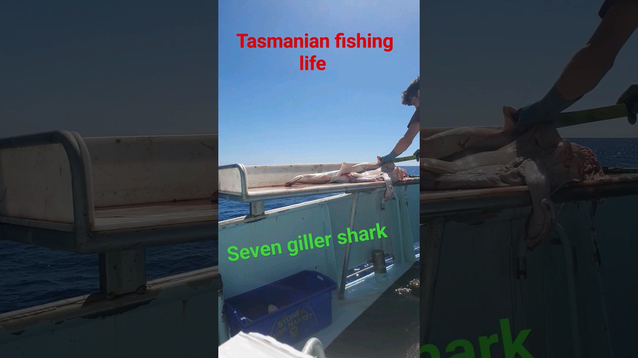 seven giller shark Tasmanian fishing life 🦈 - YouTube