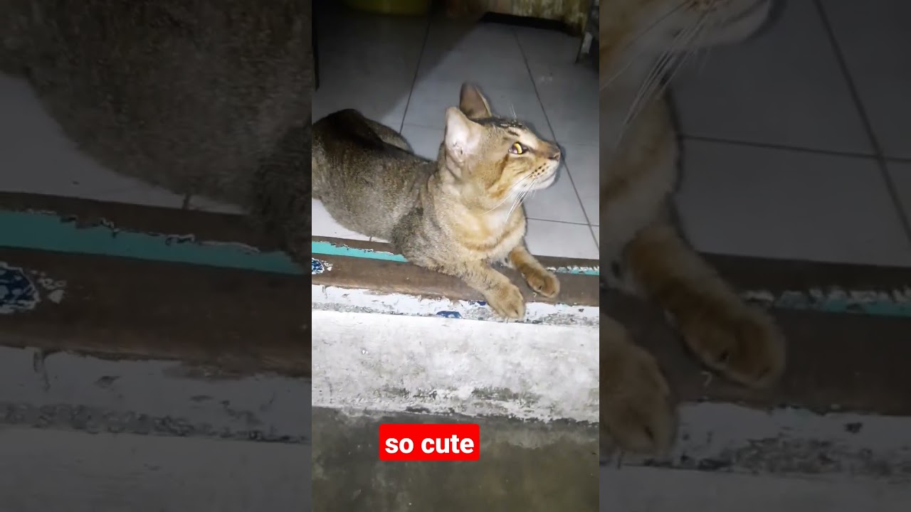 my friendly wild cat - YouTube