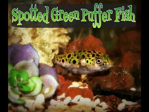 Suzy Homefaker: Spotted Green Puffer Fish ~What you need to know