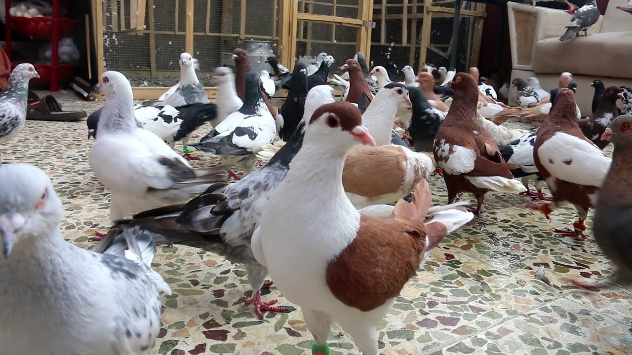 شوق در بام فهیم جان || بهترن کفتر ها || Most beautiful Afghan Pigeon ...