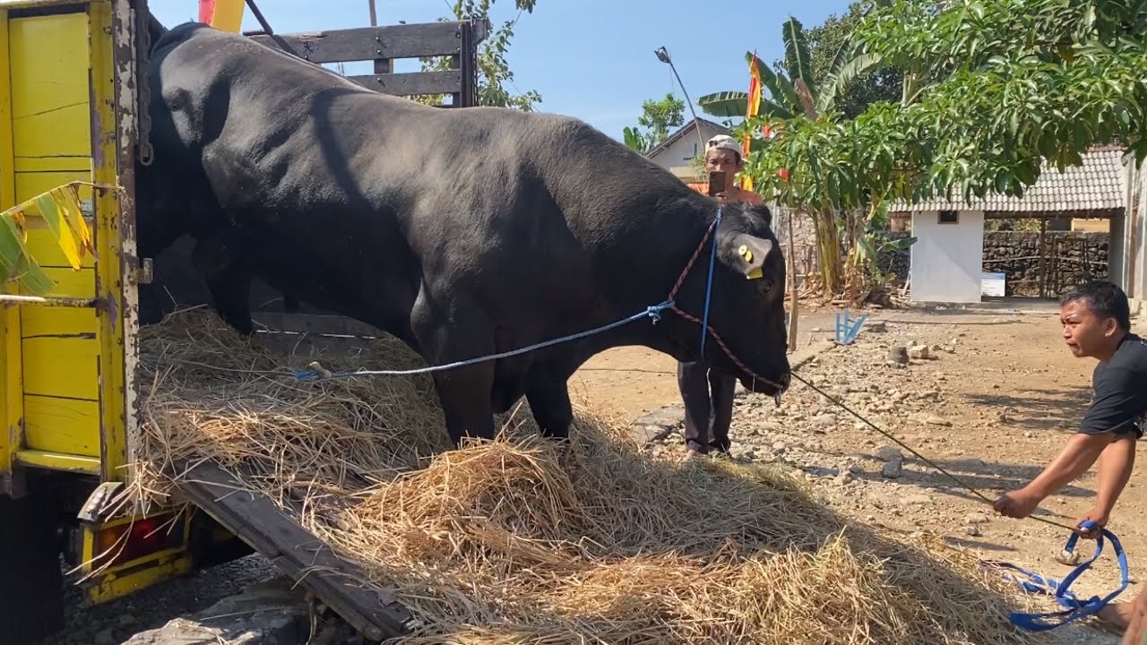 ANGUS ORIGINAL AYODHYA FARM GUNUNG KIDUL 🔥🔥🔥 - YouTube