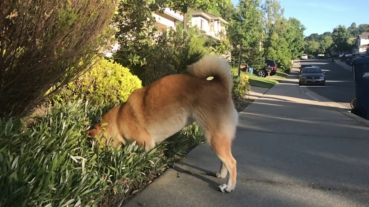Shiba Inu Pounce - Koto hunting for Lizards - YouTube