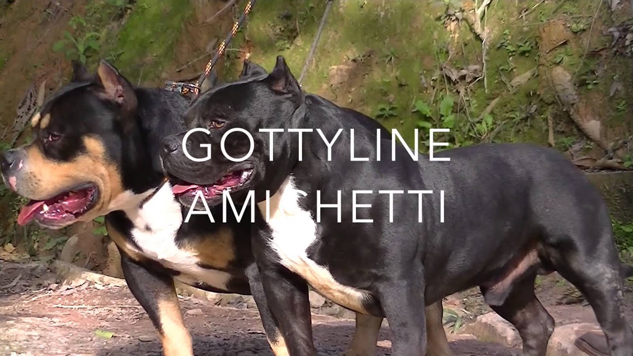 Xtreme Bully Tricolored Bully Gottyline Daxline Pax American Bully IPC ...