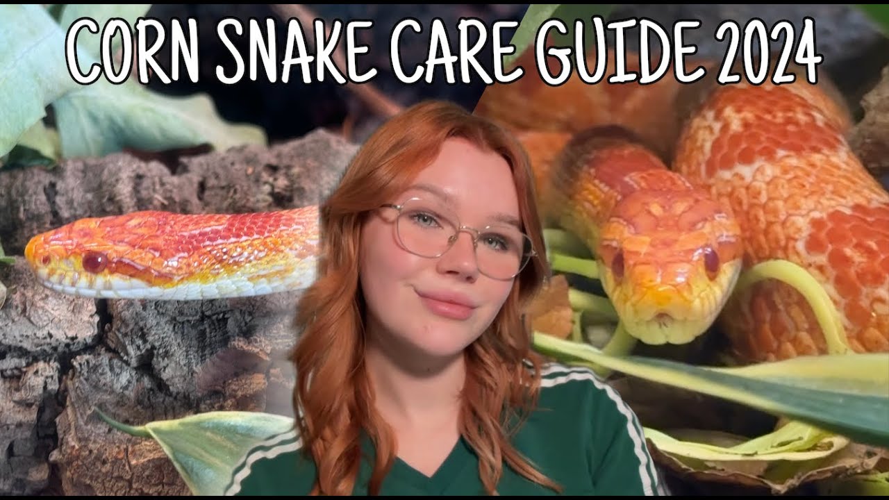 The ULTIMATE Corn Snake Care Guide | 2024 - YouTube