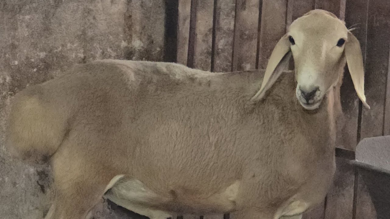 Masallah quality Turkey dumba 3 month insallah 27 kg - YouTube
