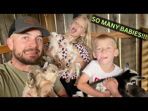 Quintuplets?! Nigerian Dwarf Goat has FIVE Babies! (Miniature Goat Birth)