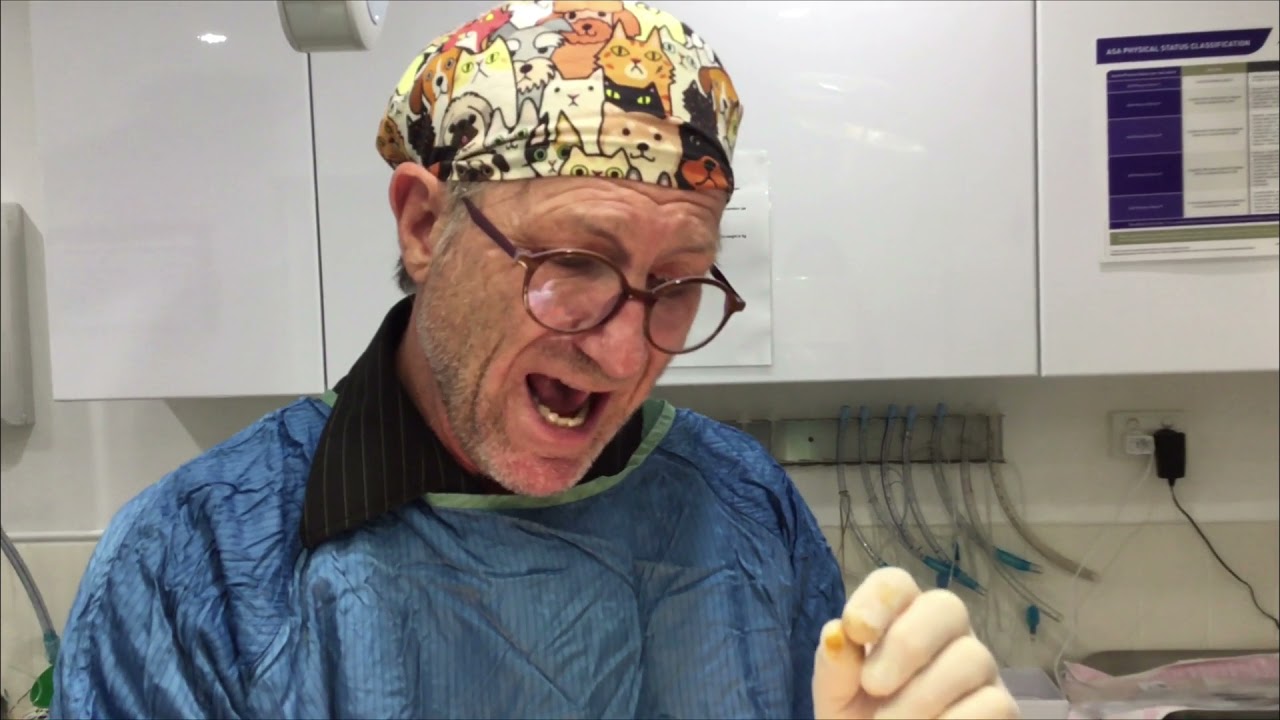 Willow - Total Ear Ablation surgery - YouTube