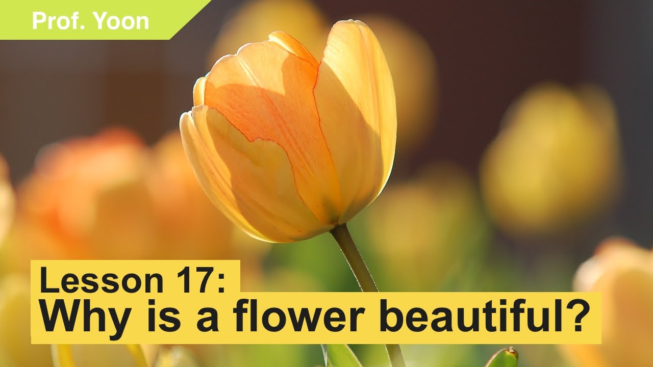 Lesson 17: Why is a flower beautiful? - YouTube