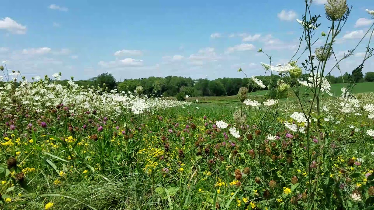 Iowa wildflowers - YouTube