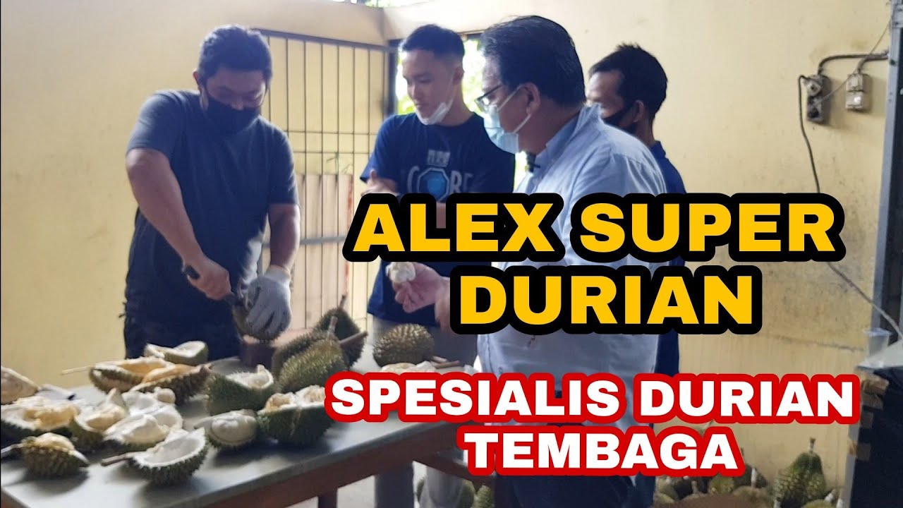 ALEX SUPER DURIAN SPESIALIS DURIAN KUNING - YouTube