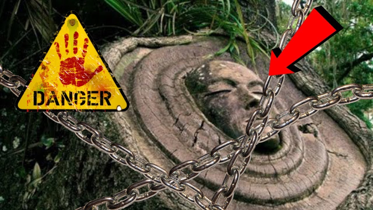 इस पेड़ को पिछले 100 सालों से बाँधकर रखा गया है || This Tree Was under ...